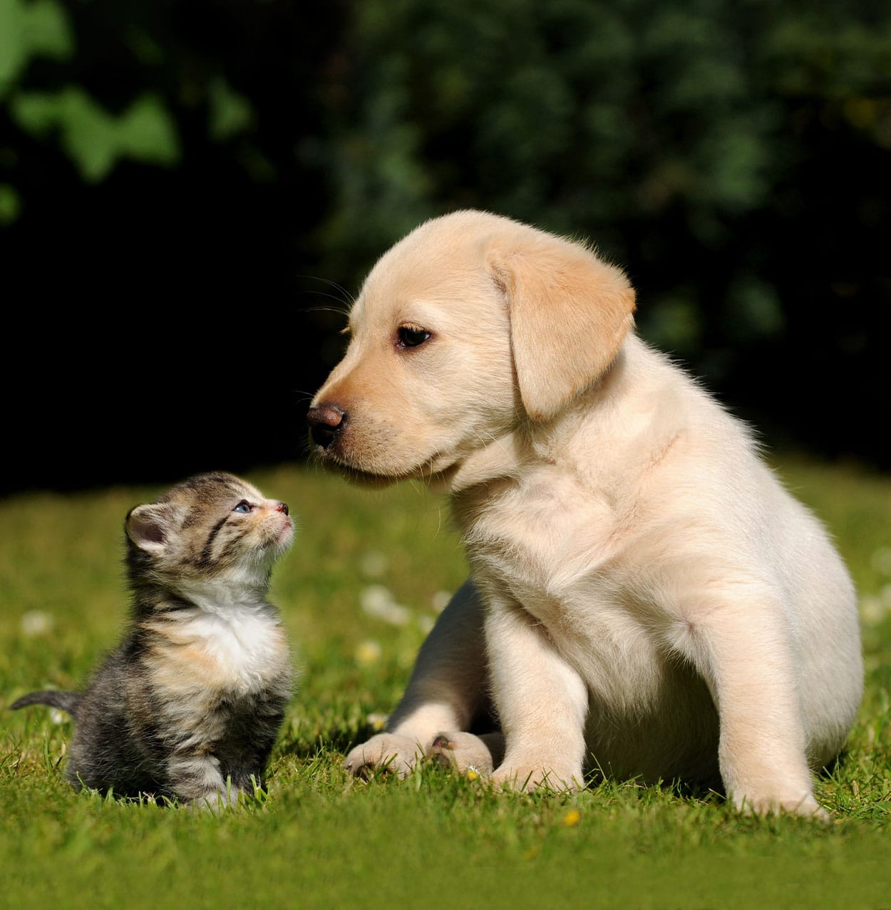 Aftercare Options | Mobile Cat And Dog Vet